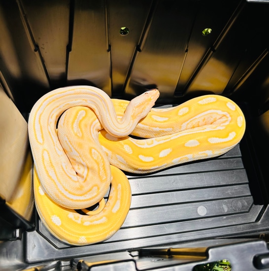 5' Albino Labyrinth WOW Burmese Python by Paul's Cool Scales