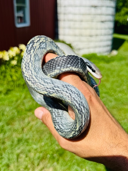 Vietnamese Blue Beauty Beauty Rat Snake by Paul's Cool Scales