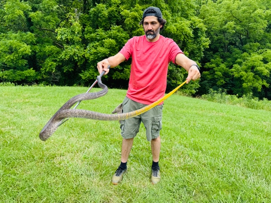 BIG Yellow Tail Cribo Cribo & Indigo Snakes by Paul's Cool Scales