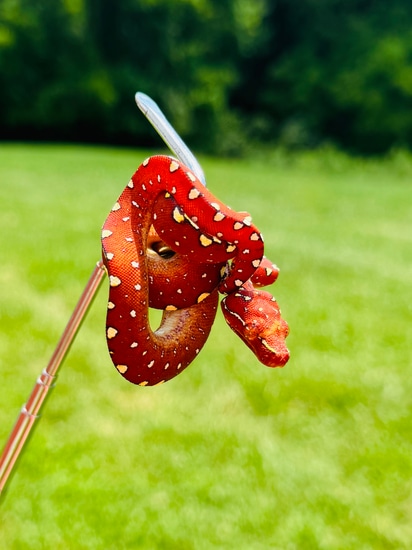 Red Biak Green Tree Python by Paul's Cool Scales