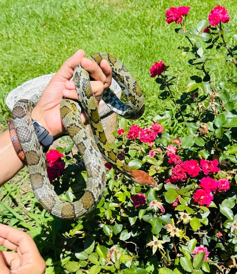 100 Flower Rat Snake Other Rat Snake by Paul's Cool Scales