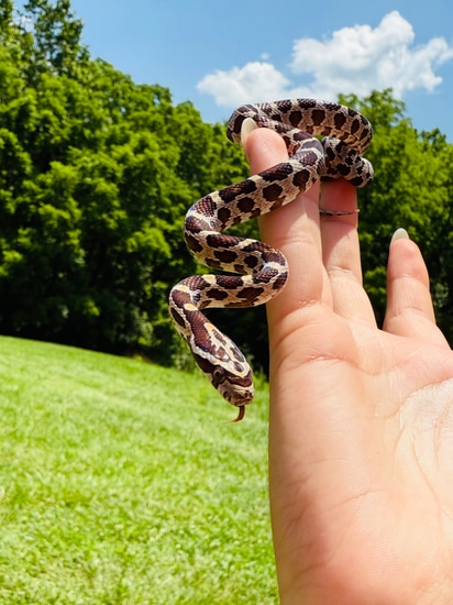 Corn Snake by Paul's Cool Scales