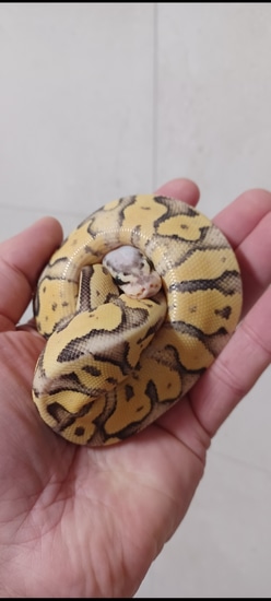 Superfly 100% Het Clown Ball Python by NTA's Royals