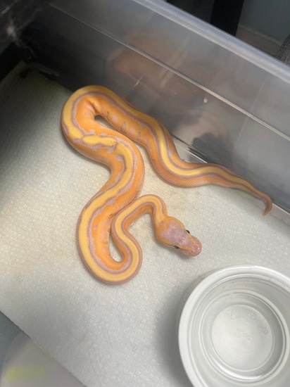 Banana G-Stripe Ball Python by Rhino Reptiles LLC