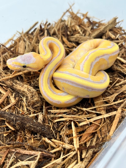 Banana G-Stripe Ball Python by Rhino Reptiles LLC