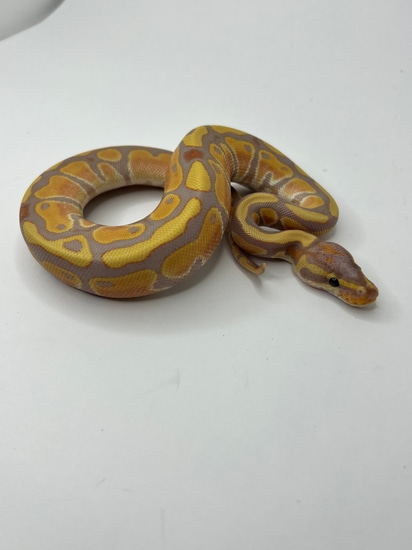 Banana Het G-Stripe Ball Python by Rhino Reptiles LLC