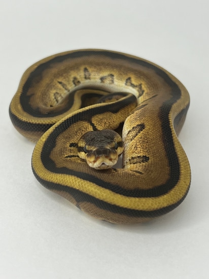 G-Stripe Ball Python by Rhino Reptiles LLC