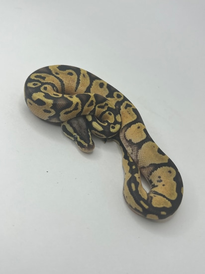 Firefly Het Pied Ball Python by Rhino Reptiles LLC