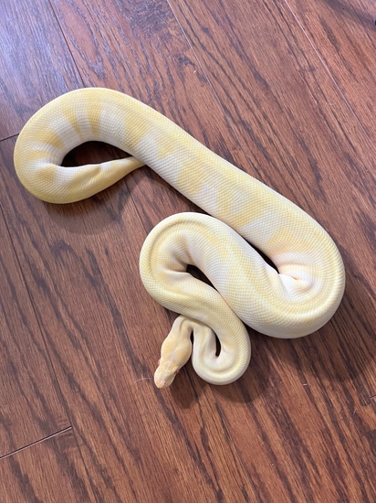 Albino Black Pastel Butter Enchi Ball Python by Rhino Reptiles LLC