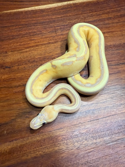 Banana G-Stripe Poss YB Ball Python by Rhino Reptiles LLC