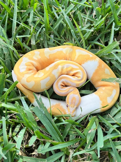 Dreamsicle Ball Python by Rhino Reptiles LLC