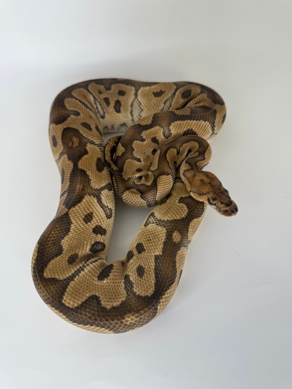 Holy Grail Breeding Pair! Ball Python by Rhino Reptiles LLC