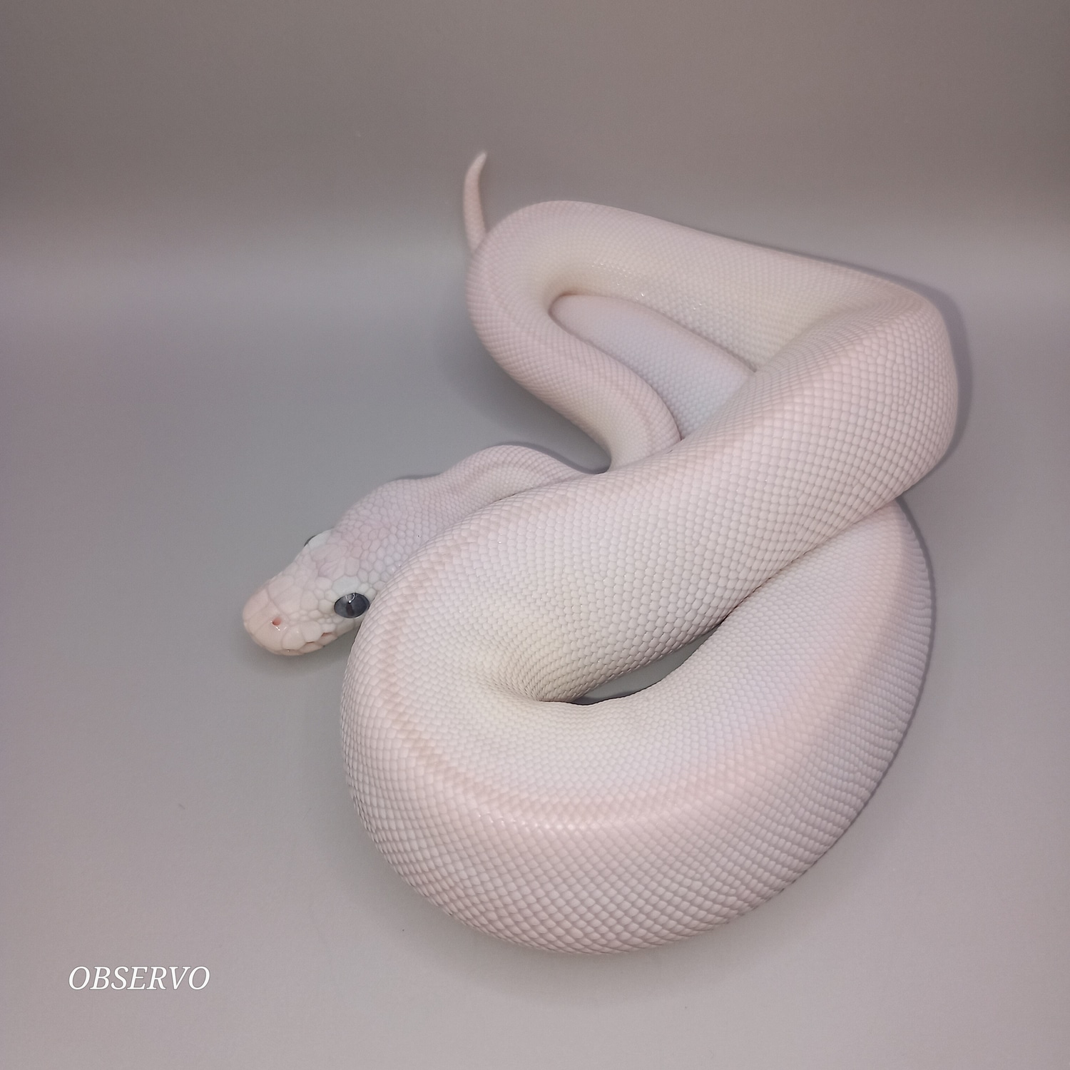 CB22 Lesser Mojave Ball Python by Observo - MorphMarket