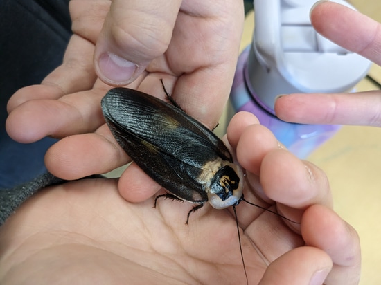 Death’s Head Roach (Blaberus Craniifer) 12 Large Nymphs Cockroach by Phil Dreste's Favorite ...