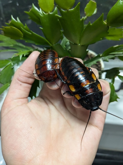 12 Flat Horned Hissing Roach (Aeluropoda Insignis) Mixed Nymphs ...