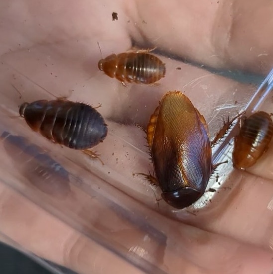 12 Ember Roach (Pycnoscelus Striatus) Mixed Nymphs Cockroach by Phil ...