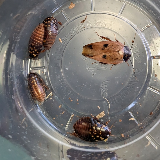 30 Pink Roach (Gyna Capucina) Small Nymphs Cockroach by Phil Dreste's ...