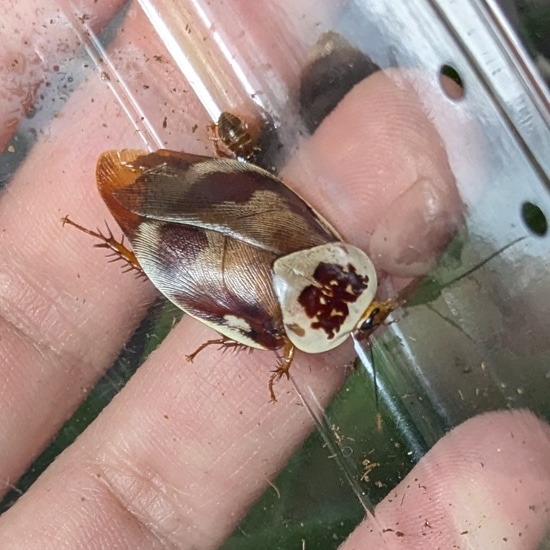 Centurion Roach (Gyna Centurio) 10 Small Nymphs Cockroach by Phil Dreste's Favorite Creatures