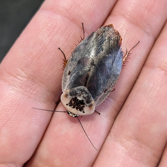 100 Chrome Roach (Gyna Caffrorum) Mixed Nymphs Cockroach by Phil Dreste ...