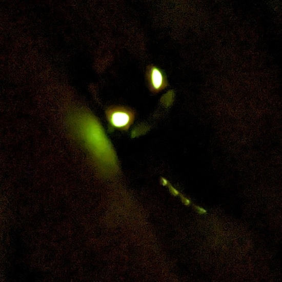 Headlight Elater Beetle (Pyrophorus Noctilucus) Larvae by Phil Dreste's ...