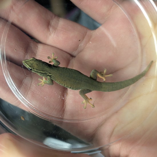 Young Adult Female Electric Blue Day Gecko (Lygodactylus Williamsi) by ...