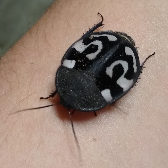 50 Question Mark Roach (Therea Olegrandjeani) Small Nymphs Cockroach by ...