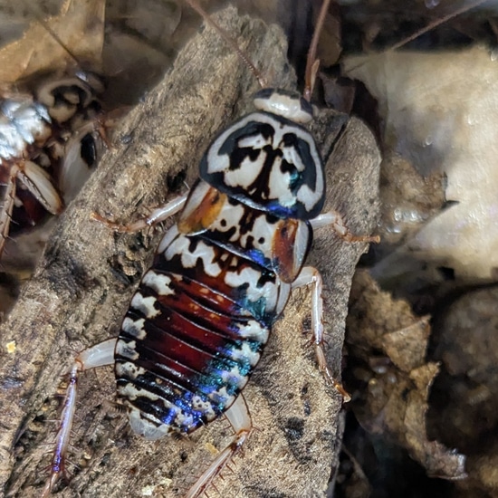 25 Harlequin Roach (Neostylopyga Rhombifolia) Mixed Nymphs Cockroach by Phil Dreste's Favorite ...