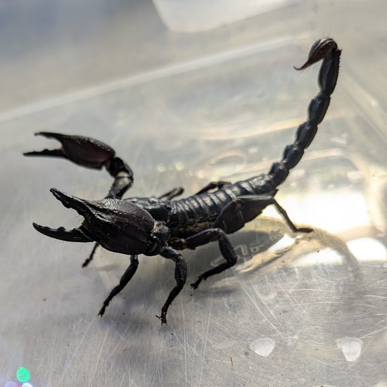 Adult Male Asian Forest Scorpion (Heterometrus Silenus) by Phil Dreste ...