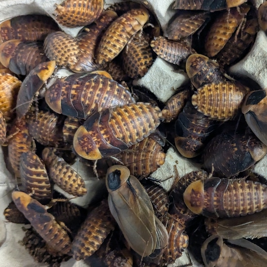 200 XL Discoid Roaches (Blaberus Discoidalis) Florida Legal! Cockroach ...