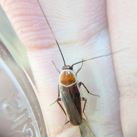 15 Pale Bordered Field Cockroach (Pseudomops Septentrionalis) Mixed ...