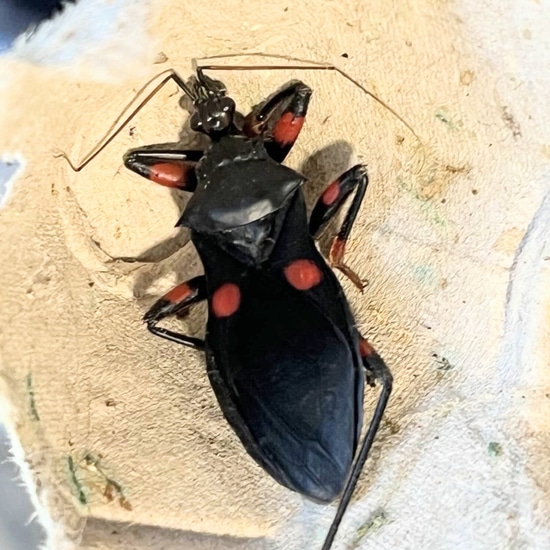 Red Spot Assassin Bug (Platymeris Laevicollis) Nymphs by Phil Dreste's ...