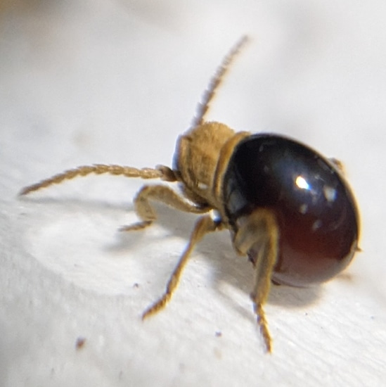 12 Shiny Spider Beetles (Mezium Affine) by Phil Dreste's Favorite Creatures
