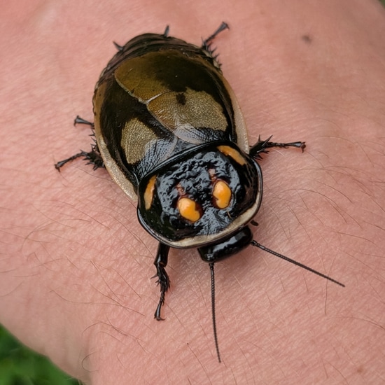12 Mega Glowspot Roach (Lucihormetica Grossei) Mixed Nymphs Cockroach by Phil Dreste's Favorite ...