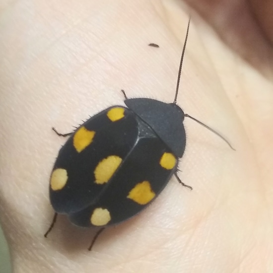 12 Orange Domino Roach (Therea Regularis) Nymphs Cockroach by Phil ...