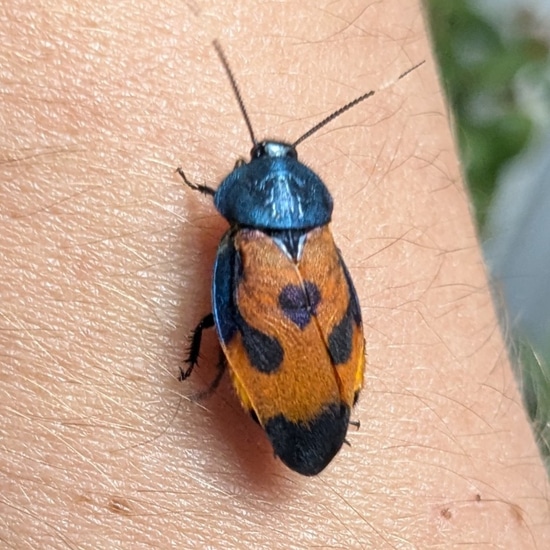 2.0 Adult Heart Flower Roaches (Eucorydia Westwoodi) Cockroach by Phil ...