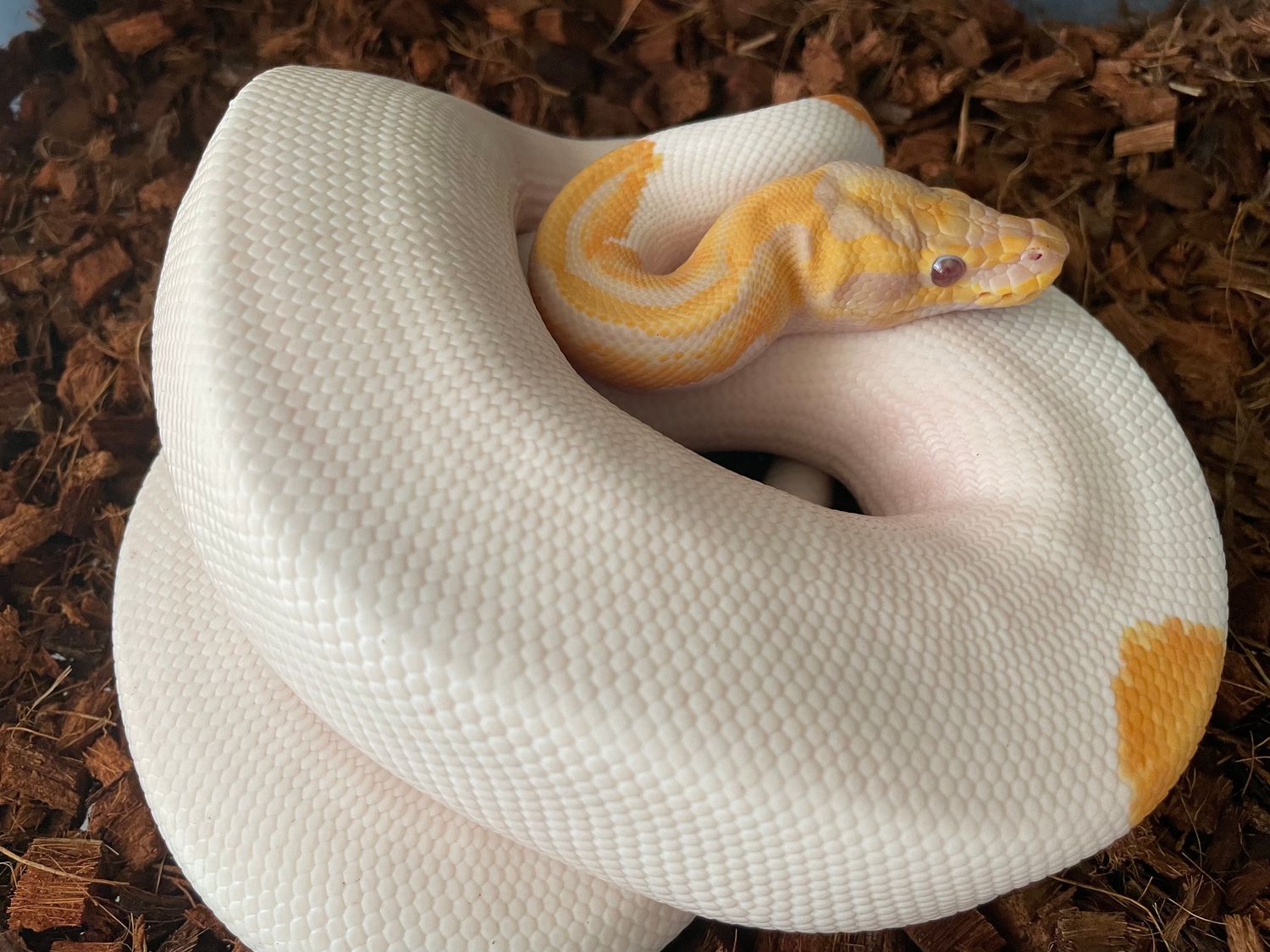 Yellow Belly Dreamsicle Ball Python by Prolific Pythons - MorphMarket