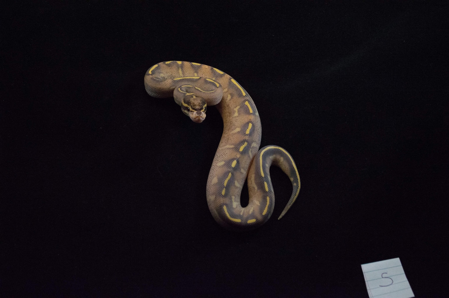 Highway Ball Python by Mt. Vernon Reptile - MorphMarket