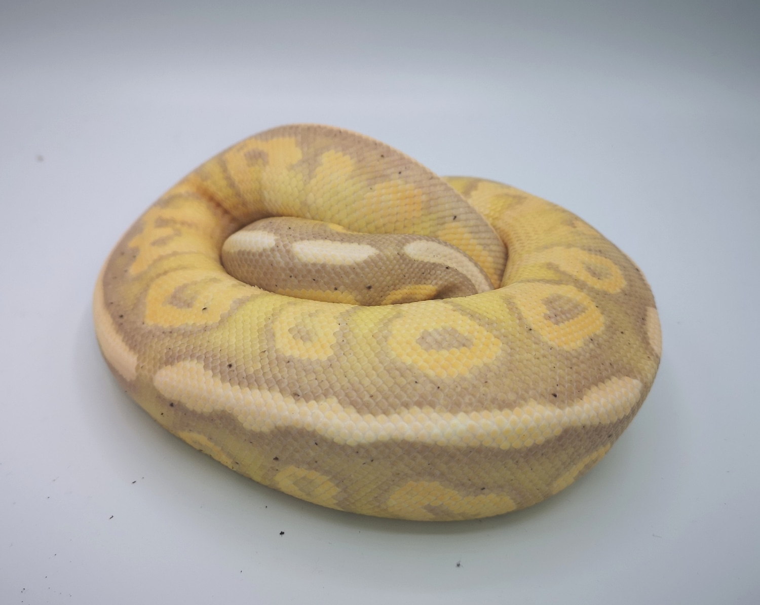 Banana Cinnamon 50% Het Pied 66%het Clown Ball Python by Philipp Gruber ...