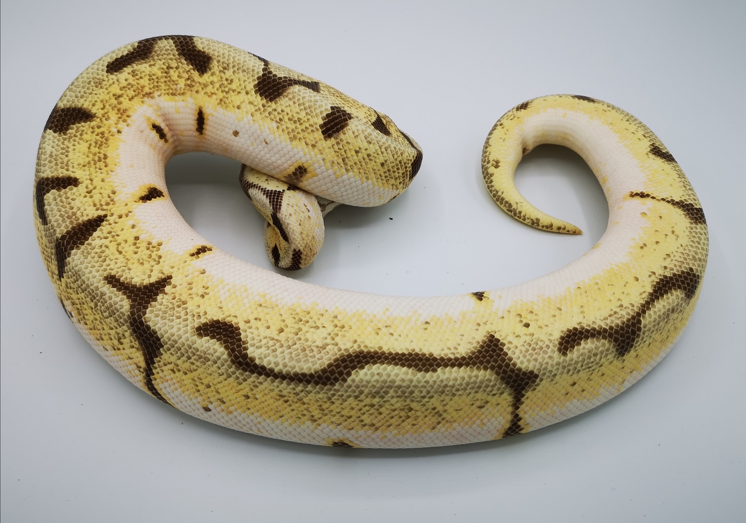 Orange Dream Enchi Bumblebee Ball Python by Philipp Gruber - MorphMarket