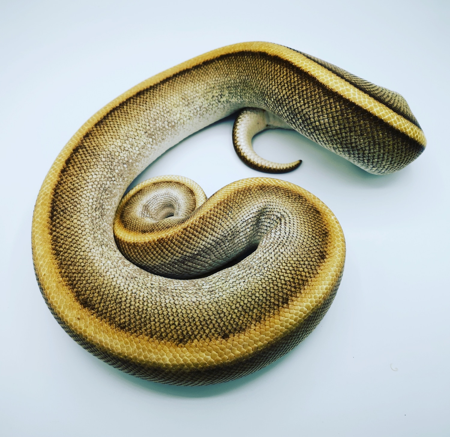 Lesser Genetic Stripe Ball Python by Philipp Gruber - MorphMarket