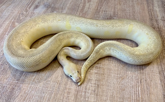 Emperor Pin Clown Ball Python by MKreptiles
