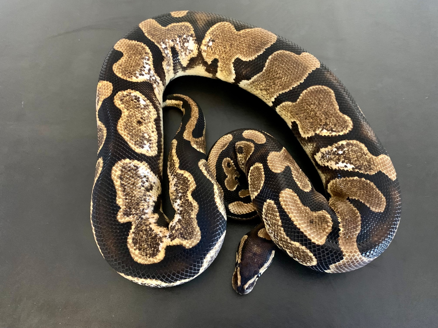 Calico 100% Het Clown 50% Het Piebald Ball Python by MKreptiles ...