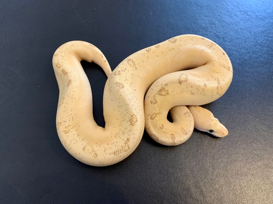 Dragonfly Enchi Clown Ball Python by MKreptiles