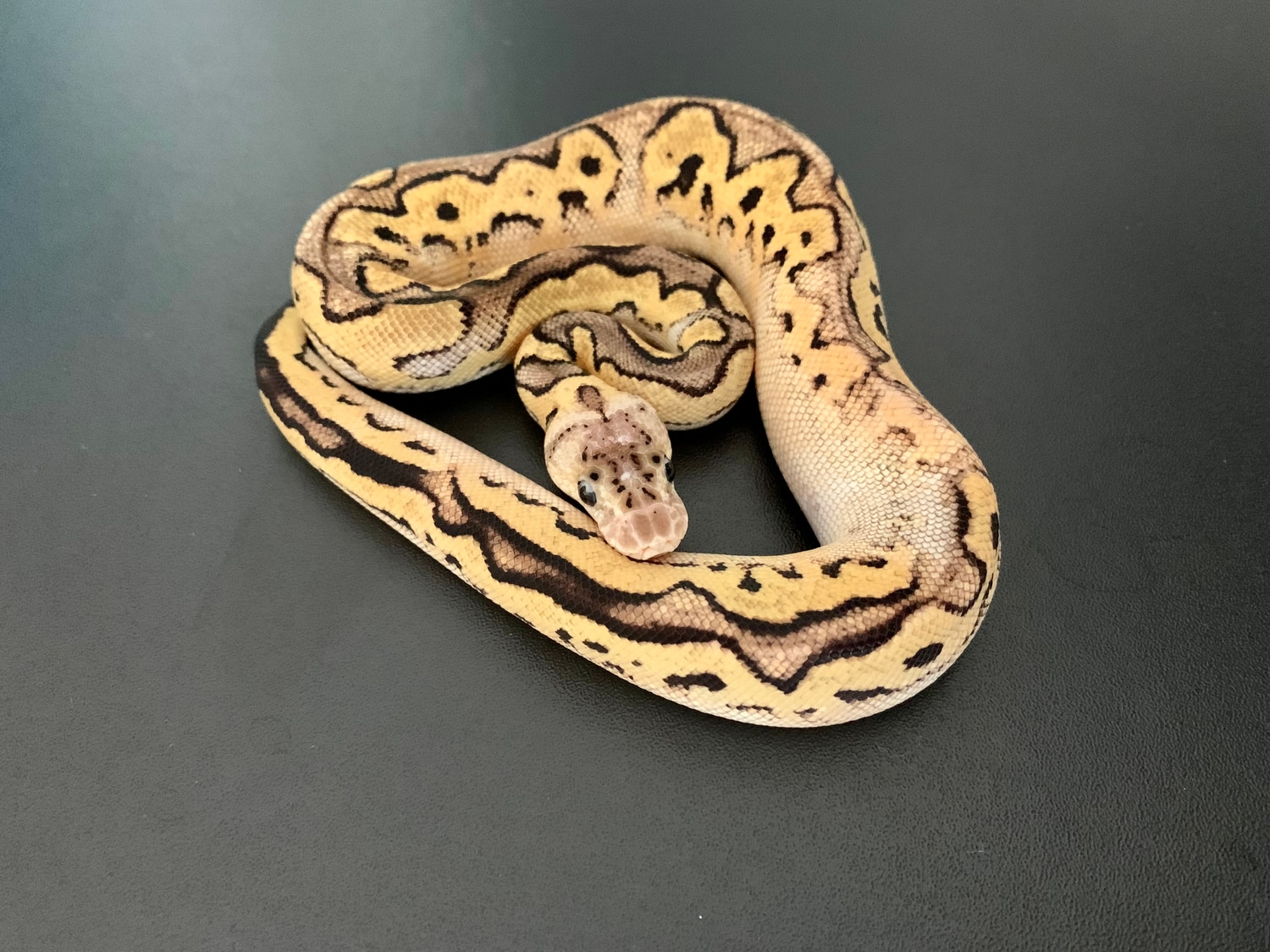 Calico Pastel Clown 50% Het Piebald Ball Python by MKreptiles - MorphMarket