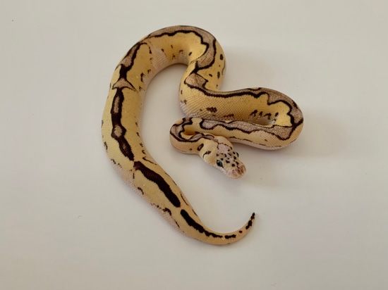 Calico FireFly Clown 50% Het Piebald Ball Python by MKreptiles