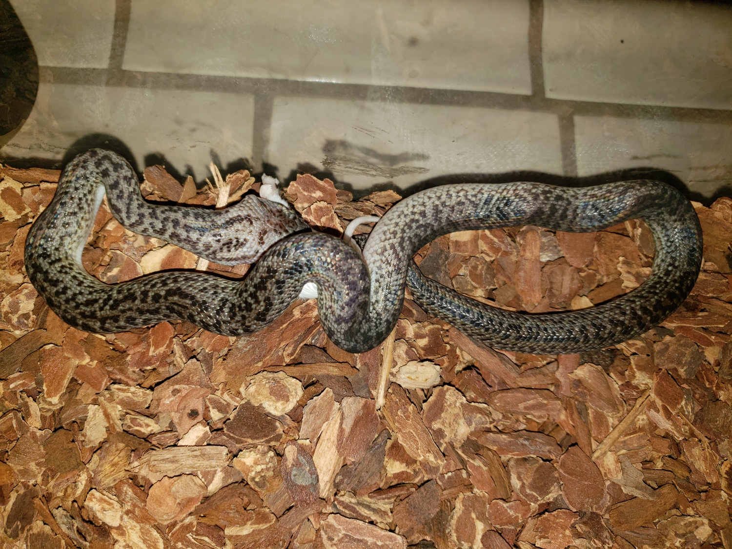 Granite Spotted Python by Open Road Constrictors - MorphMarket