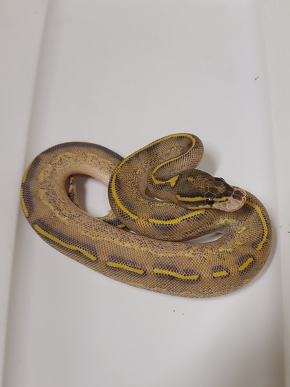 Orange Belly Highway Ball Python by Open Road Constrictors