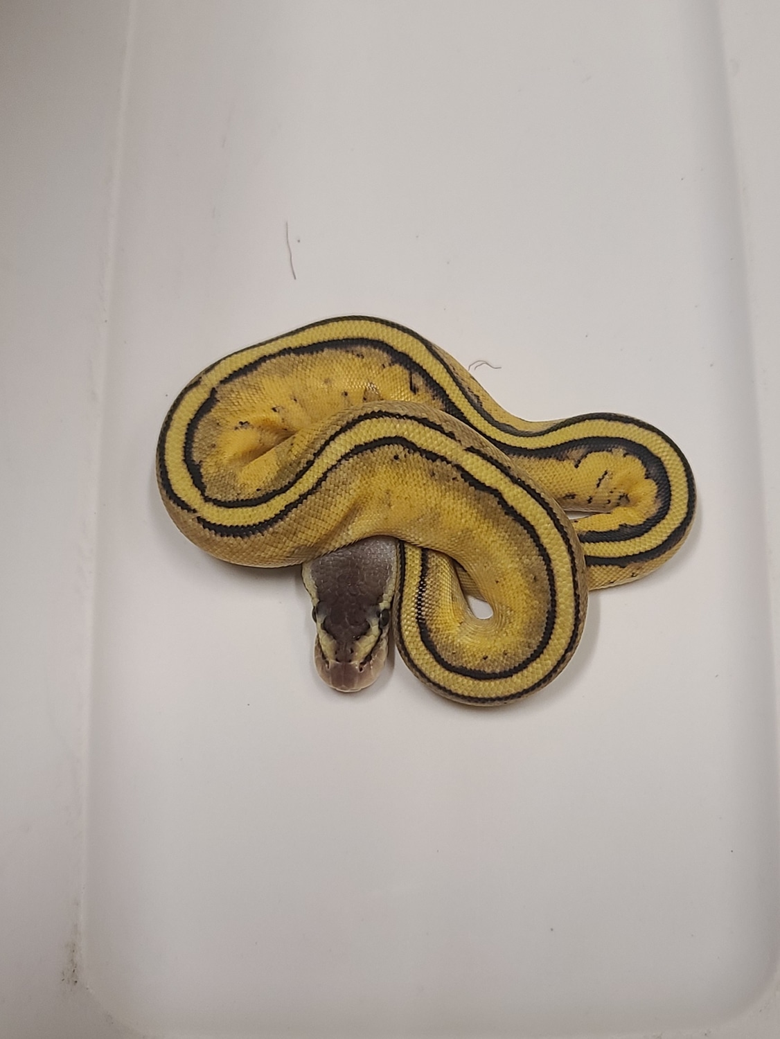 Yellow Belly Pastel Genetic Stripe Ball Python by Open Road ...