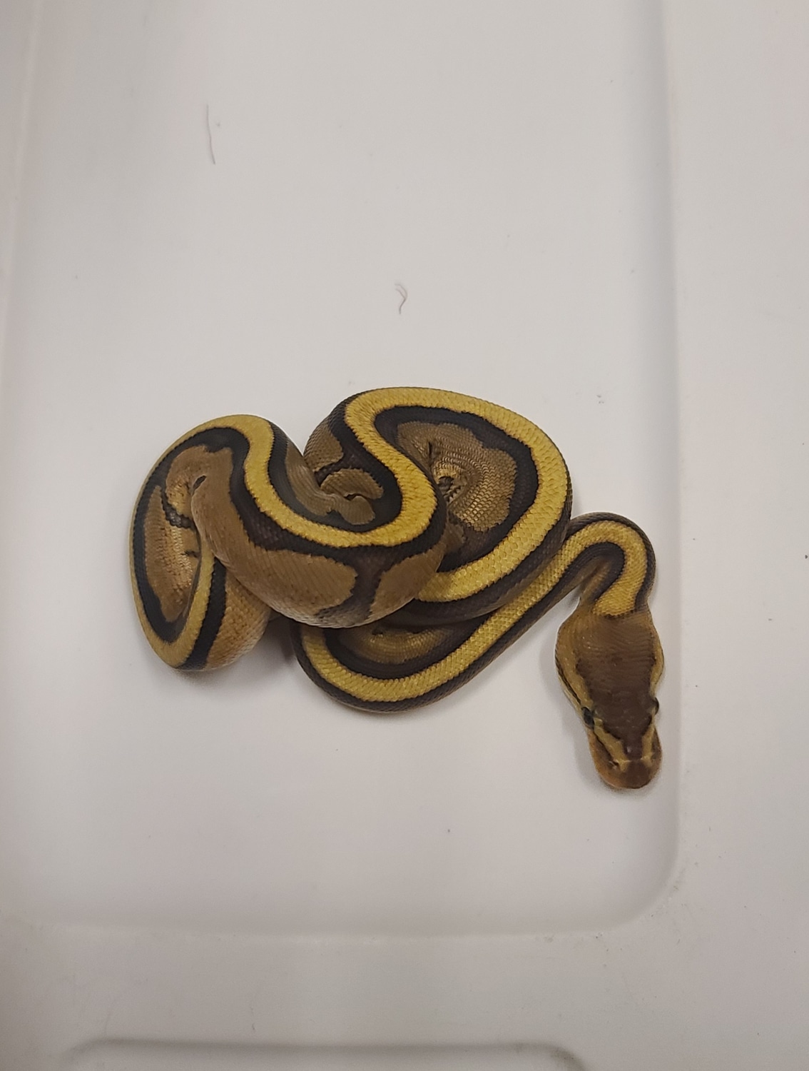 Yellow Belly Genetic Stripe Ball Python by Open Road Constrictors ...