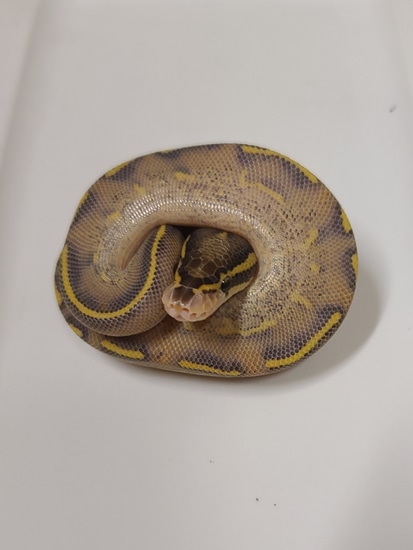 Orange Belly Highway Ball Python by Open Road Constrictors
